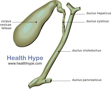 Gallbladder Location, Anatomy, Parts, Function, Pictures - Healthhype