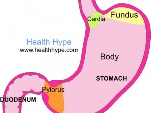 Shrunken Stomach - Symptoms and Causes of a Small Stomach Feeling ...