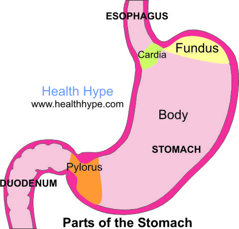 Stomach Location (Anatomical Position), Parts and Pictures - Healthhype